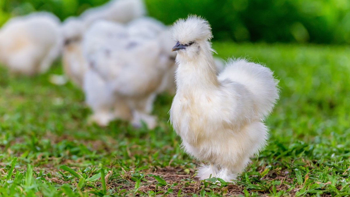Najpiękniejsze ozdobne rasy kur [ZDJĘCIA] - Zielony Onet