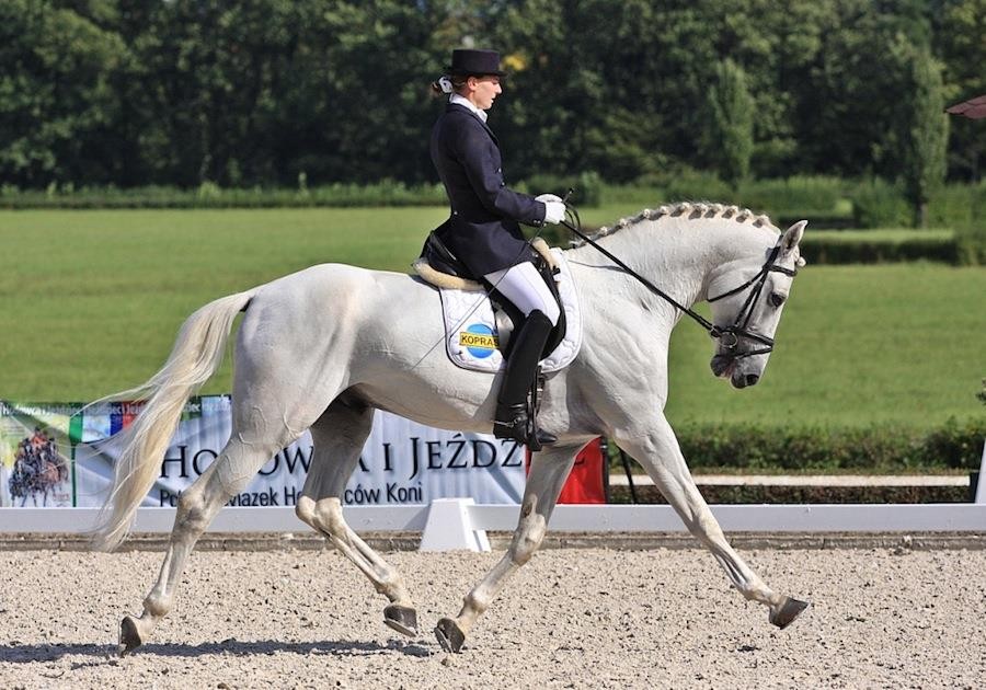 Rasy koni, jak rozpoznać rasę - Styl - Forbes.pl