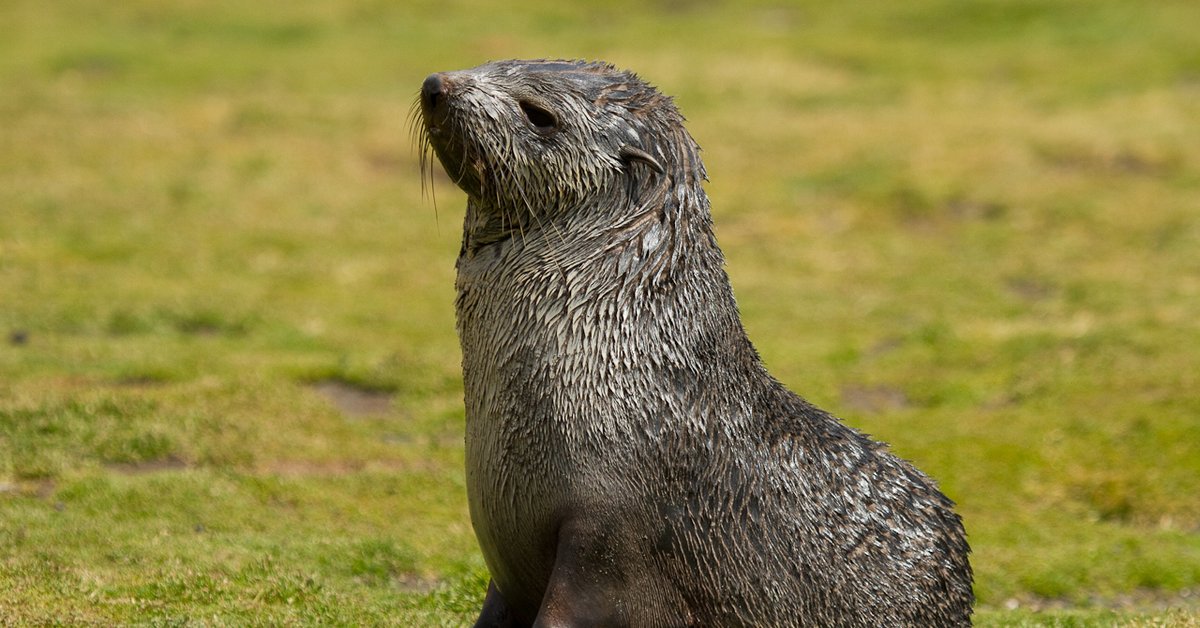 Niemal wytępiony przez człowieka kotik odrodził się, a teraz znowu jego ...