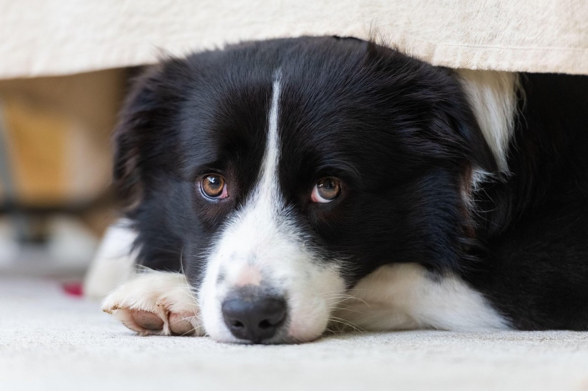 Pet najpametnijih rasa pasa - Žena.rs