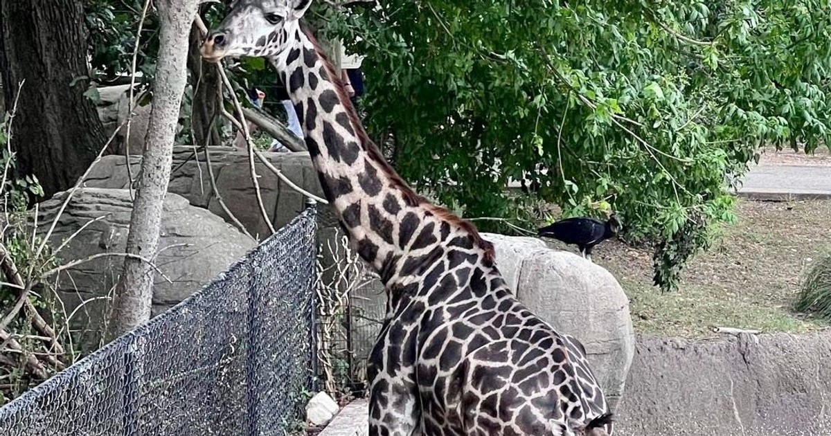An endangered species of giraffe suddenly died at a Texas zoo. Days ...