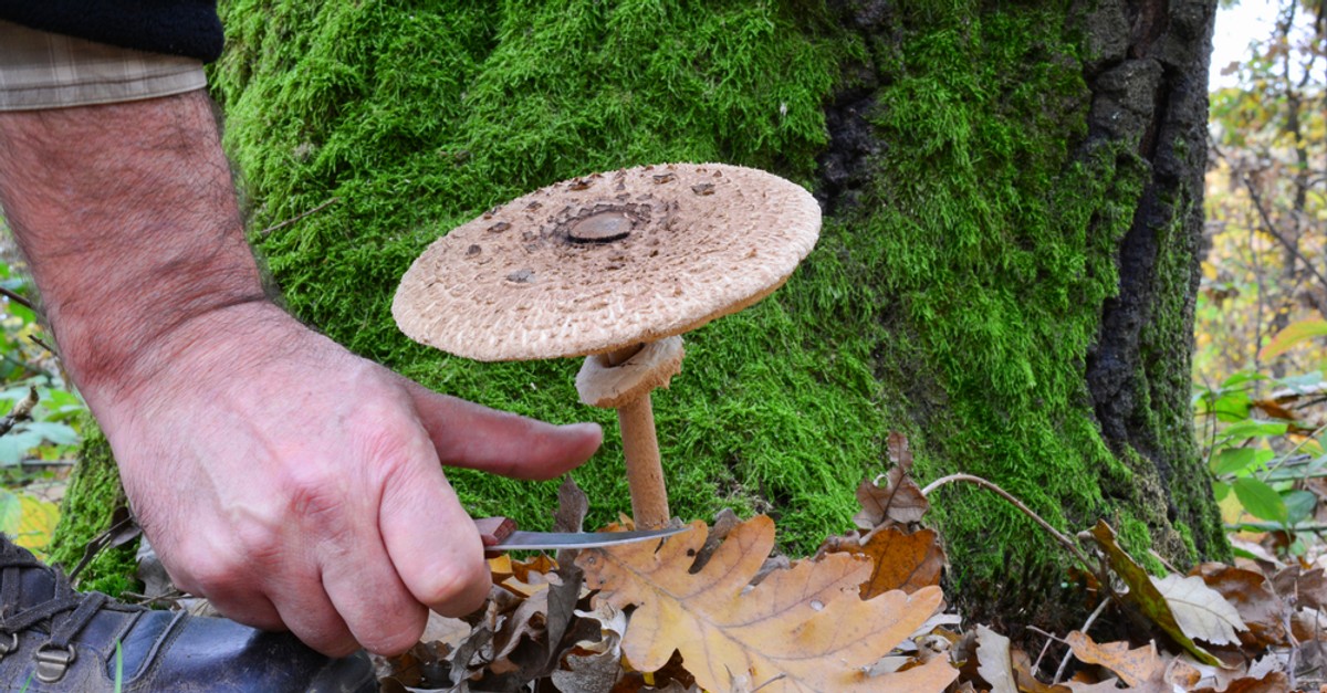 Kania - jakie grzyby są podobne? Trujące gatunki, z którymi jest mylona