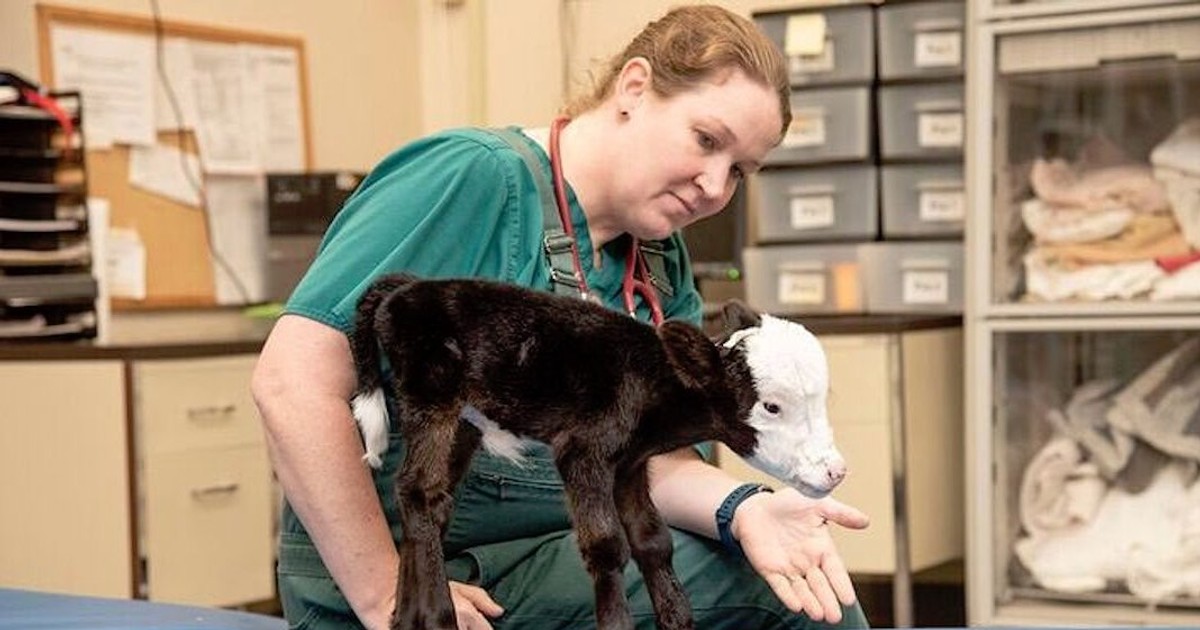 Meet Lil' Bill, a tiny bull that's the size of a cat | Business Insider ...