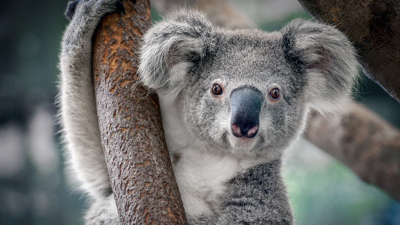 Tysiące misiów koala zginęły w pożarach w Australii - Wiadomości