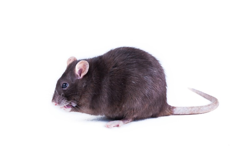 Preti nam najezda komaraca, krpelja, raznih buba, ali i MIŠEVA I PACOVA