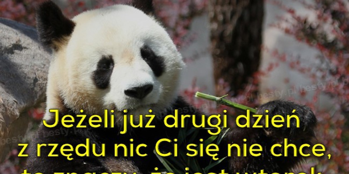 Dopiero wtorek, a już czekasz na weekend? Te memy poprawią ci humor ...