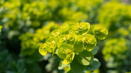 Cykuta - występowanie, trucizna, objawy zatrucia