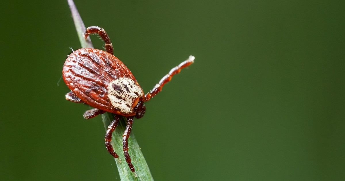 Neuroborelioza - co to takiego?