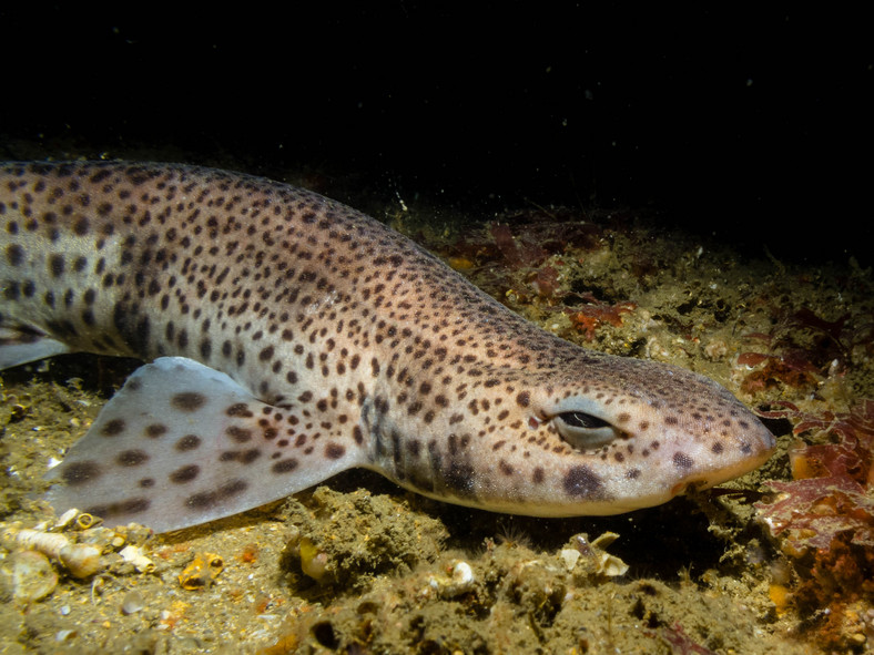 Rekiny w Morzu Bałtyckim. Największy z nich mierzy prawie 12 metrów ...