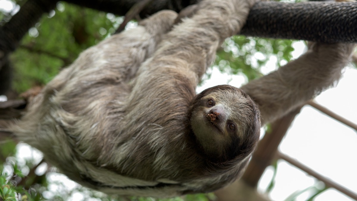 Czy leniwce to najwolniejsze zwierzęta na świecie? Odpowiedź może ...
