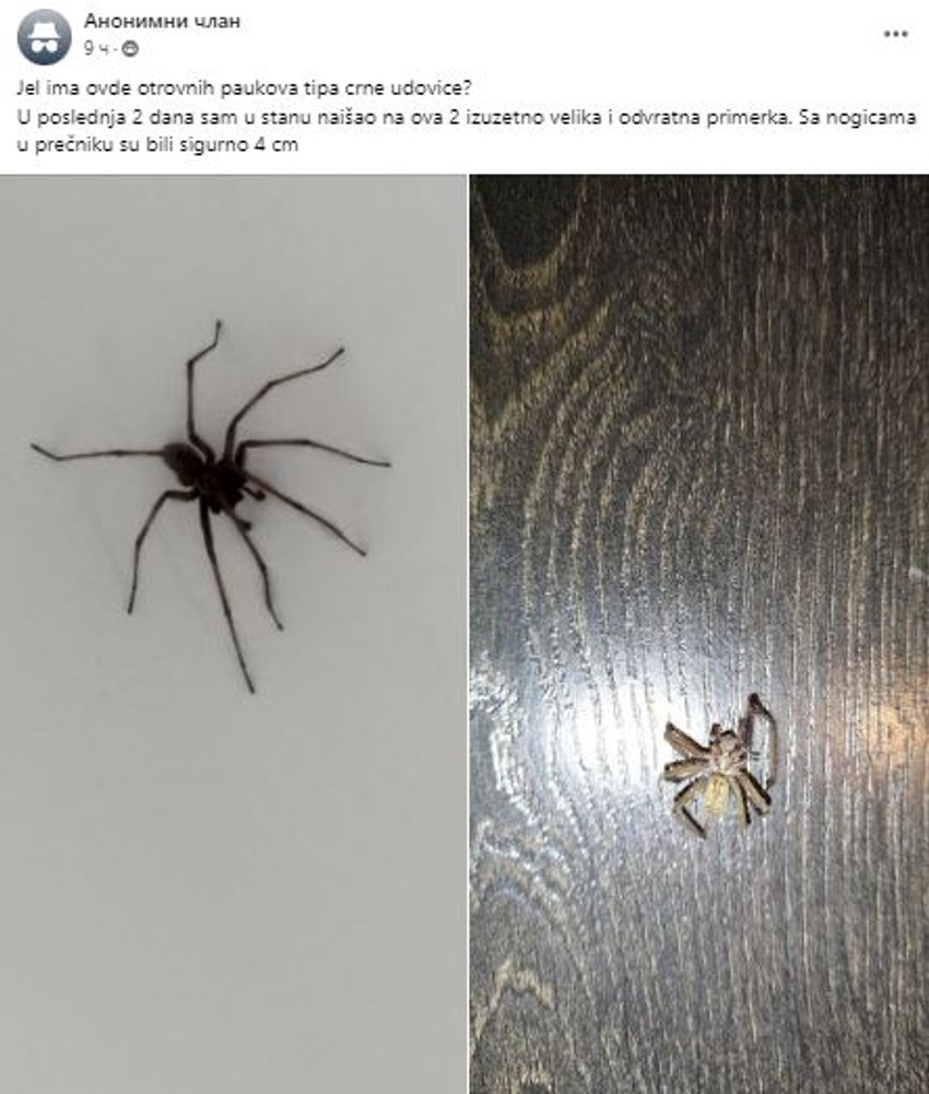 Srbin iz Švedske slikao pauka kojeg je našao u stanu, pa pitao ...
