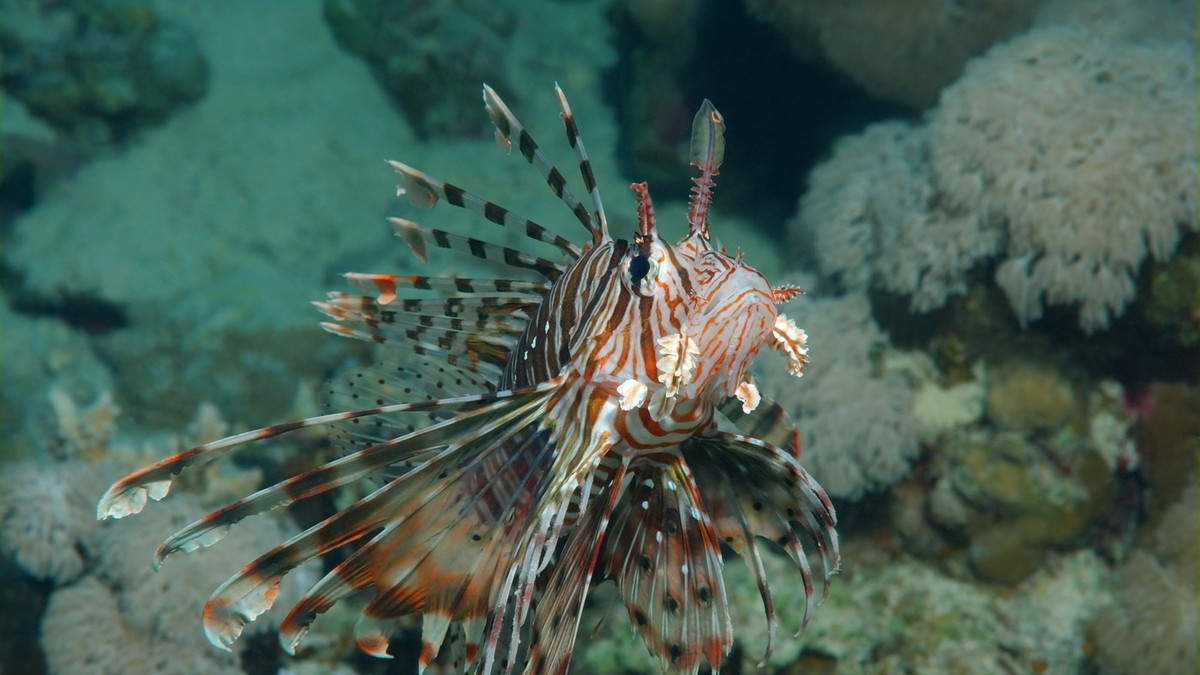 Kod Kotora u Jadranskom moru, u par dana ulovljene dve ribe vatrenjače ...