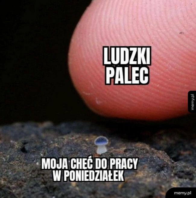 Najlepsze memy o pracy w korporacji. Popłaczecie się ze śmiechu - Kobieta