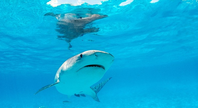 A Netflix camera crew says its boat was almost sunk in a 'horrific ...