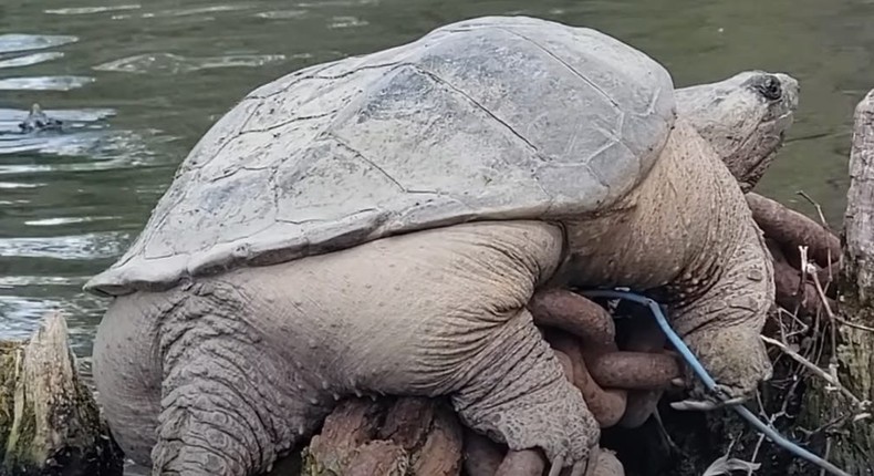 An enormous snapping turtle named 'Chonkosaurus' was captured on video ...