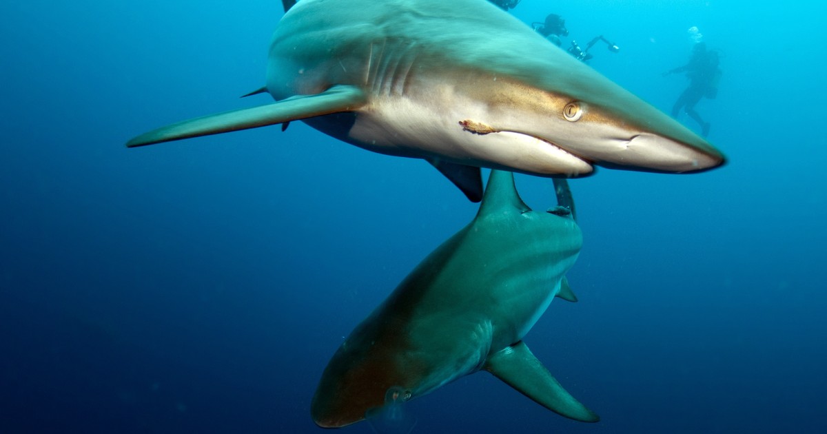 USA. 8-latek zaatakowany przez stado rekinów. Został poważnie ranny