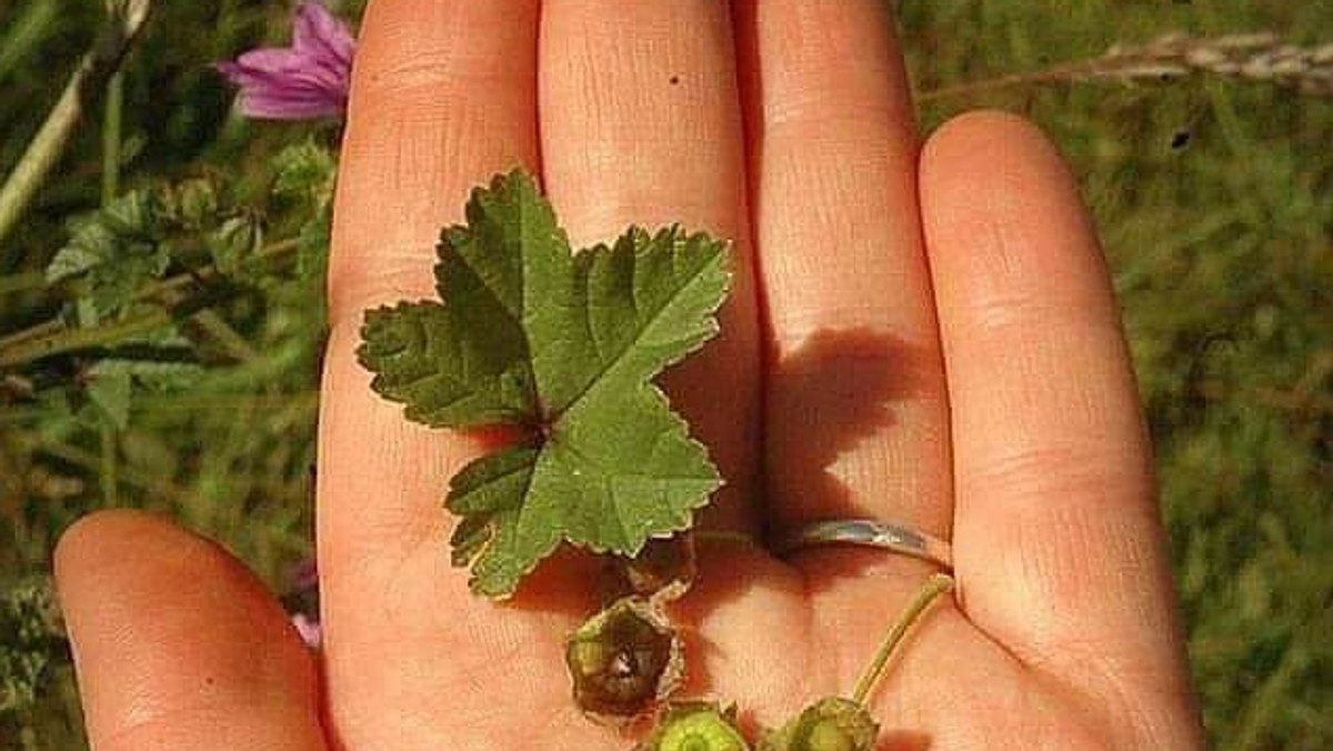 Boży chlebek. Zapomniana roślina o zaskakujących leczniczych ...