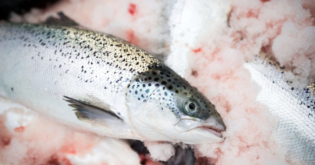 To uderzy w polskie przetwórstwo rybne. Rygorystyczne normy UE - Dziennik.pl