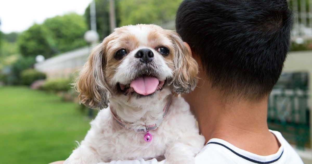 My dog of 9 years recently passed away. The grief of losing a pet ...