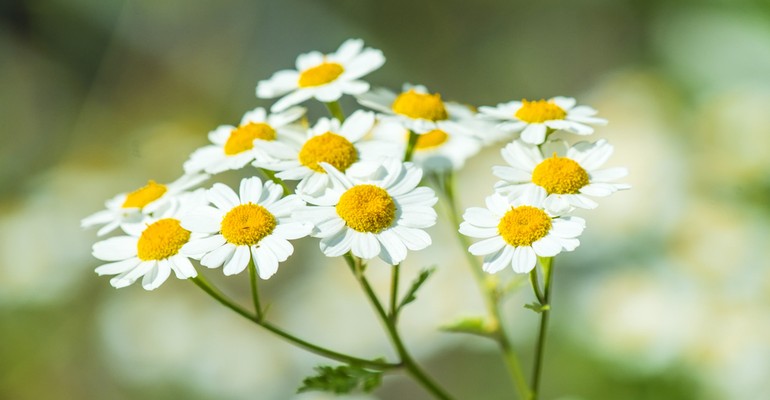Złocień maruna – naturalny sposób na migrenę. Jak stosować złocień maruna?
