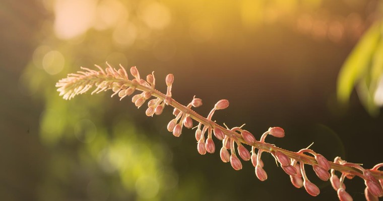 Strychnina - właściwości i zastosowania