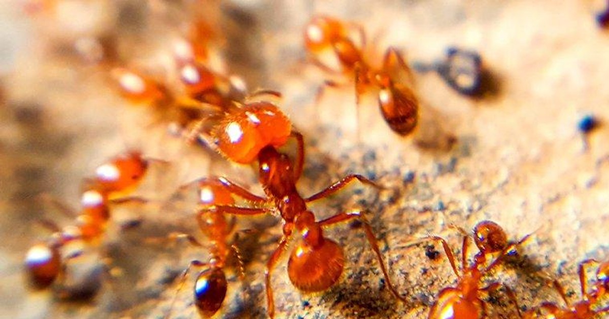Mrówki ogniste po raz pierwszy w Europie. "Wiedzieliśmy, że ten dzień ...