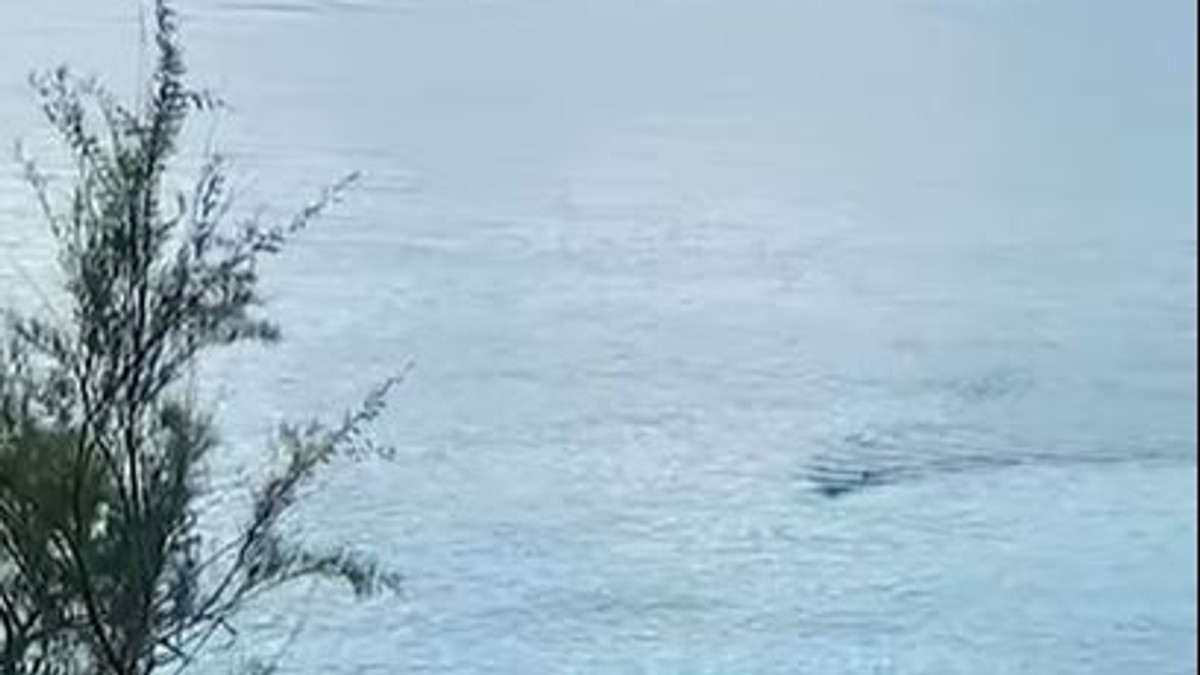 Snimak iz hrvatskog dela Jadranskog mora prepao Splićane: Mislili da je ajkula, ispostavilo se ...