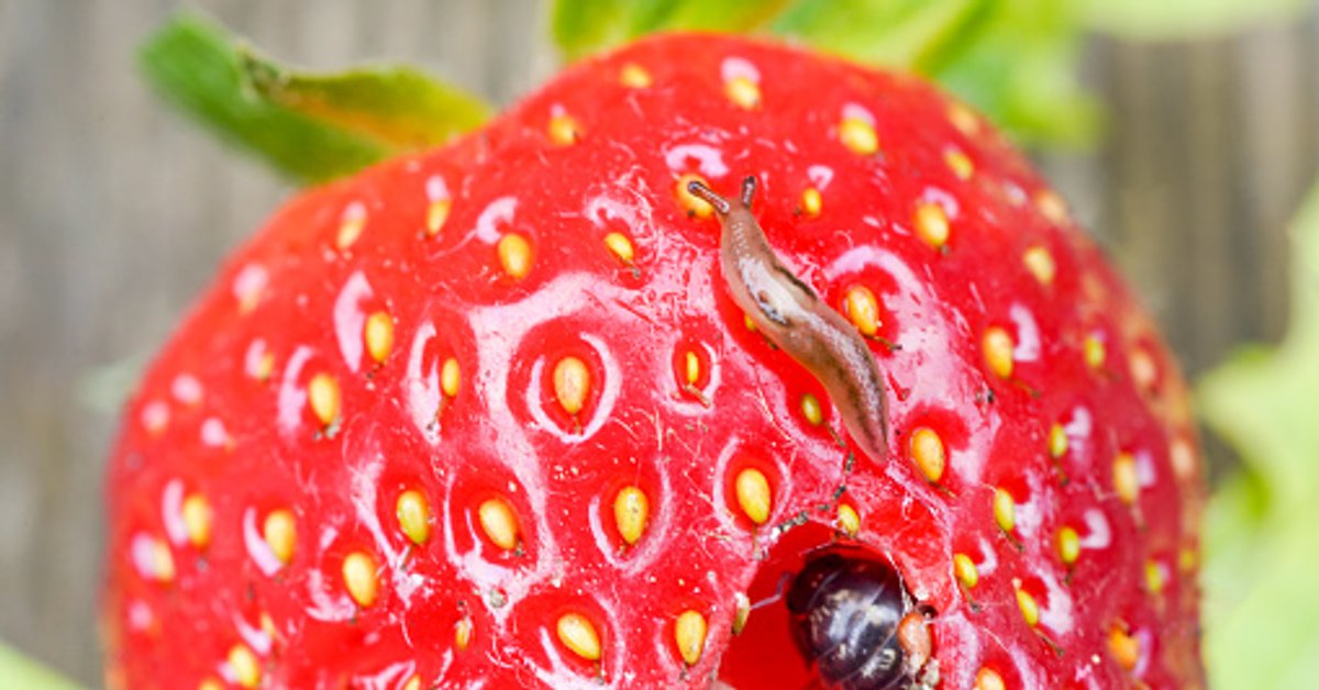 Złapałem robaka na gorącym uczynku! - Styl życia