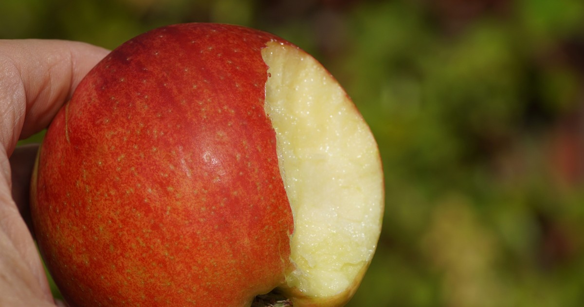 Owoce, które mogą zmniejszać ryzyko zachorowania na raka jelita