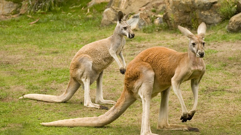 Mężczyzna rzucał w kangury kamieniami. Chciał, żeby zwierzęta zaczęły ...