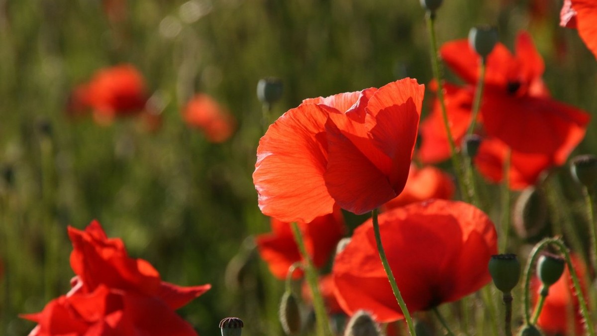 Jelica Greganović o tragediji u OŠ "Vladislav Ribnikar" na Vračaru ...