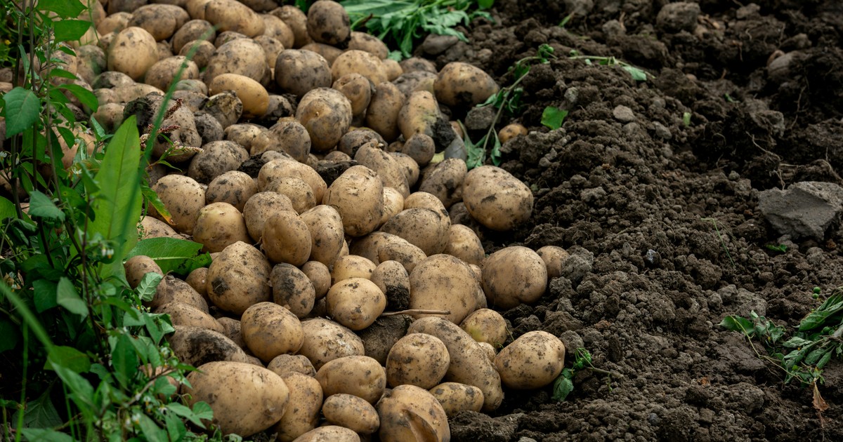 Mieszkańcy biorą ziemniaki za darmo. Przedsiębiorca domaga się zwrotu