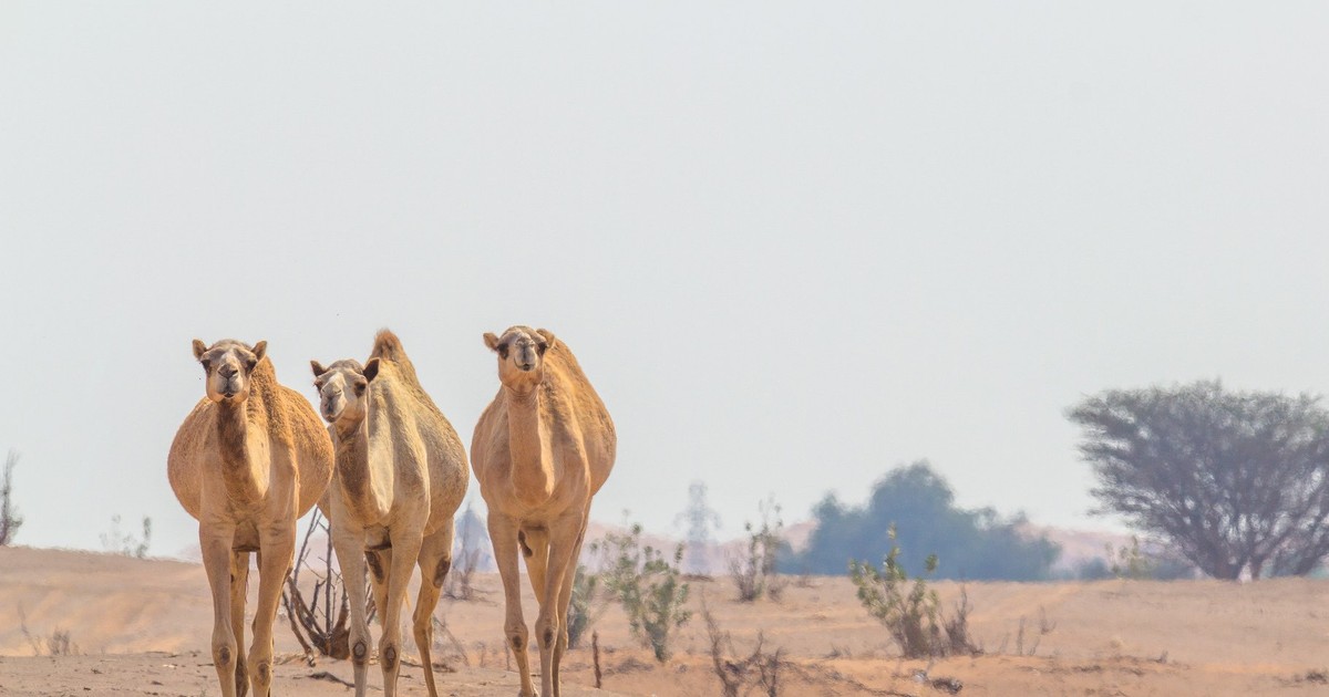11 of the tallest animals on Earth | Business Insider Africa