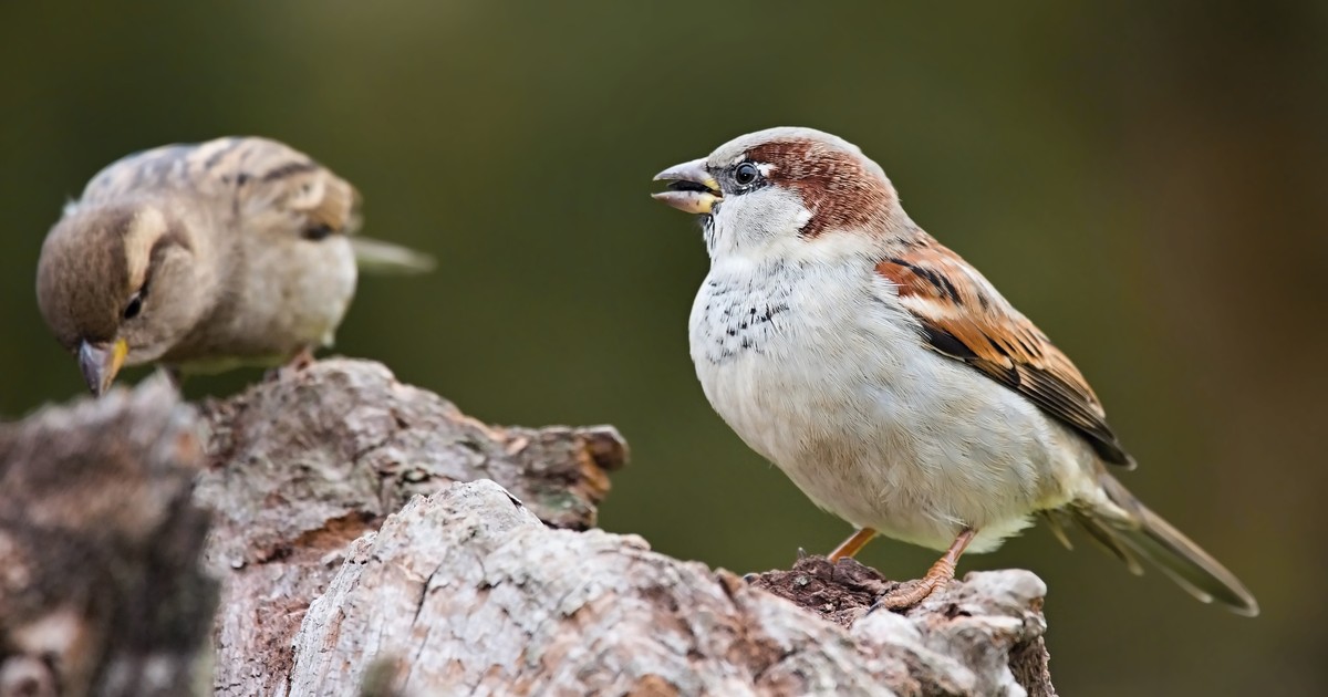 Wróbel – najbardziej rozpustny wśród ptaków. Co o nim wiesz? - Dom
