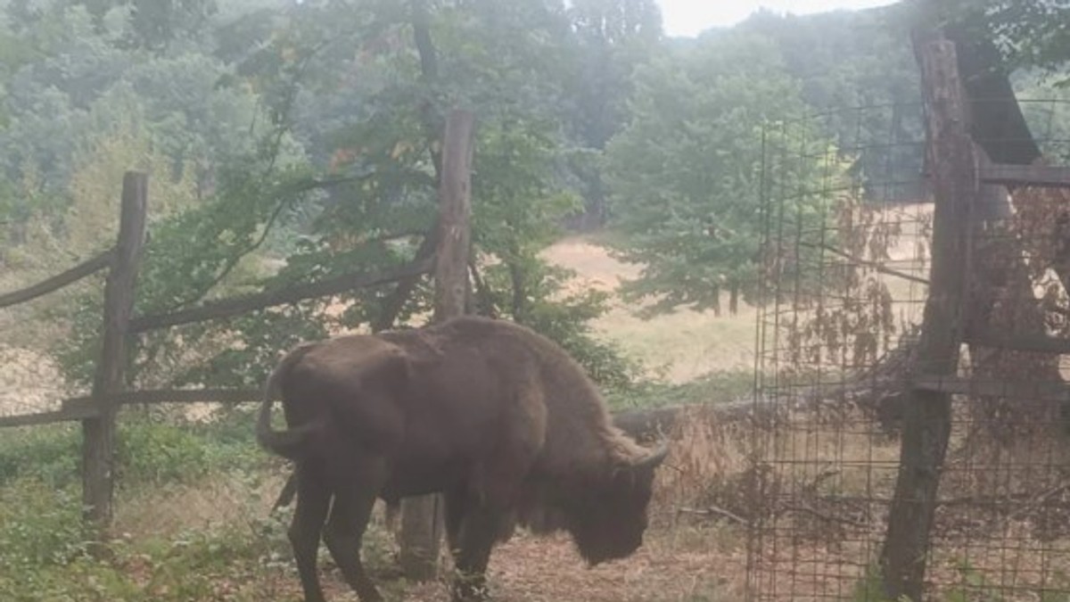 Pronađen bizon Tajfun koji je pobegao iz rezervata na Fruškoj gori - Blic