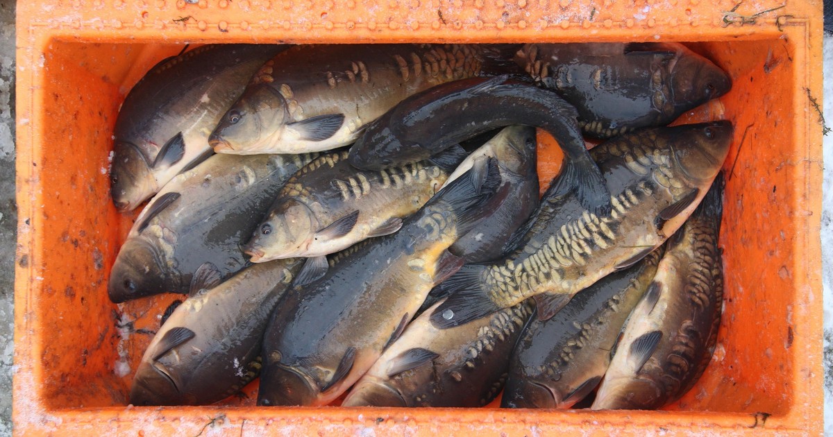 Nie kupuj żywego karpia!