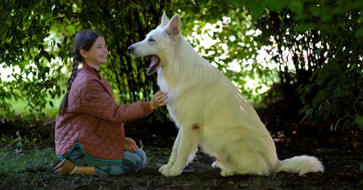 Jedyny taki czworonóg. "O psie, który jeździł koleją" w kinach od 25 ...