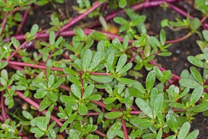 Ako imate ovaj korov u bašti NI SLUČAJNO ga ne čupajte: Evo i zašto ...