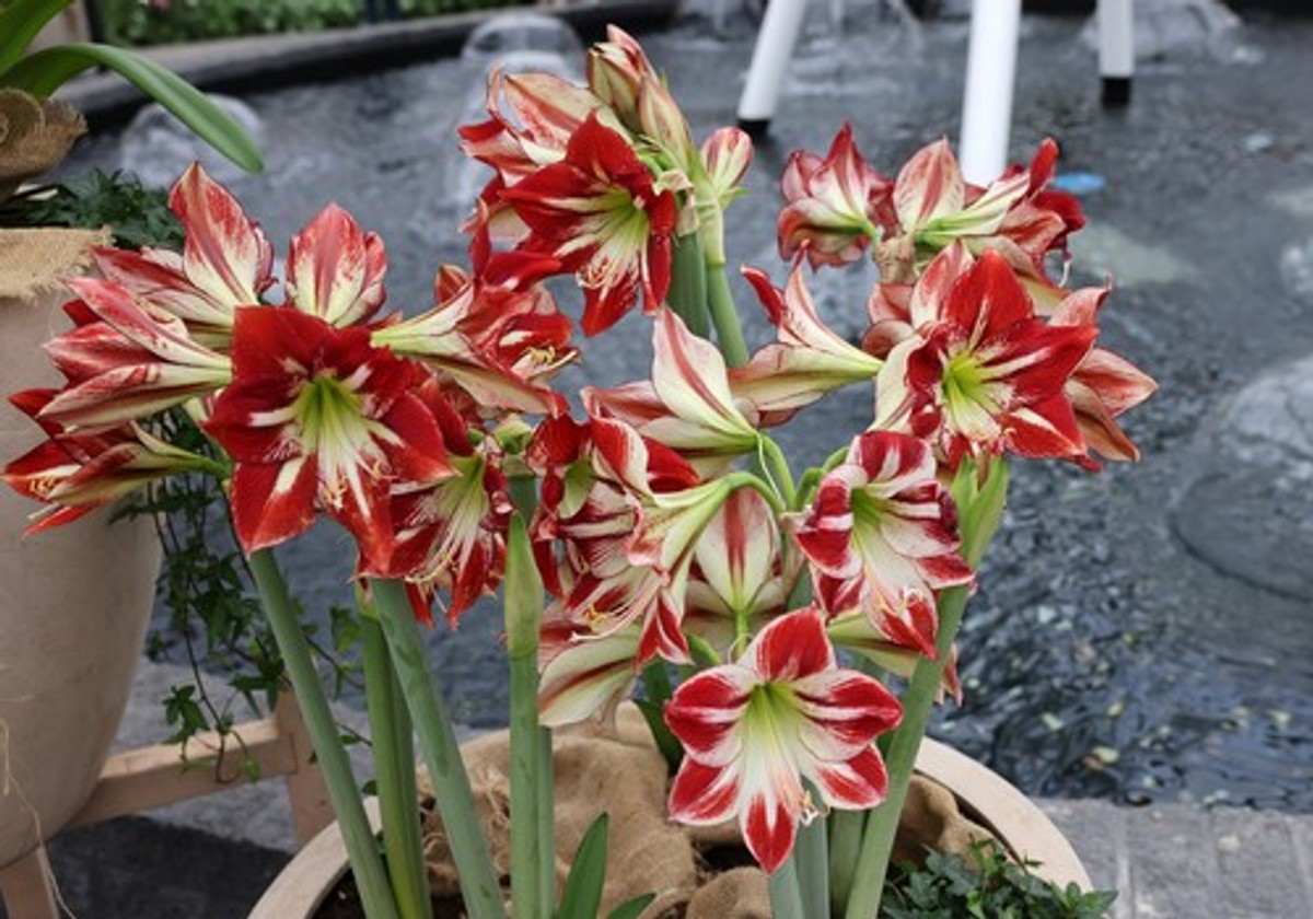 Kako da sobna biljka amarilis ponovo procveta? - Žena.rs