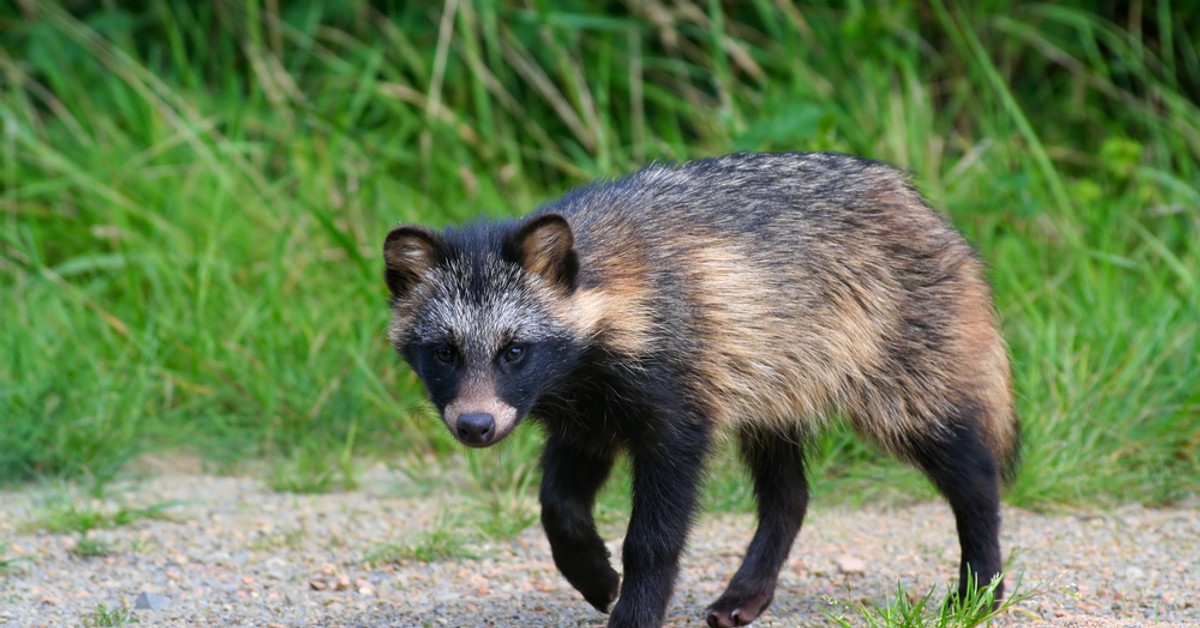 Jak rozpoczęła się pandemia? Zakażone jenoty azjatyckie na rynku w ...