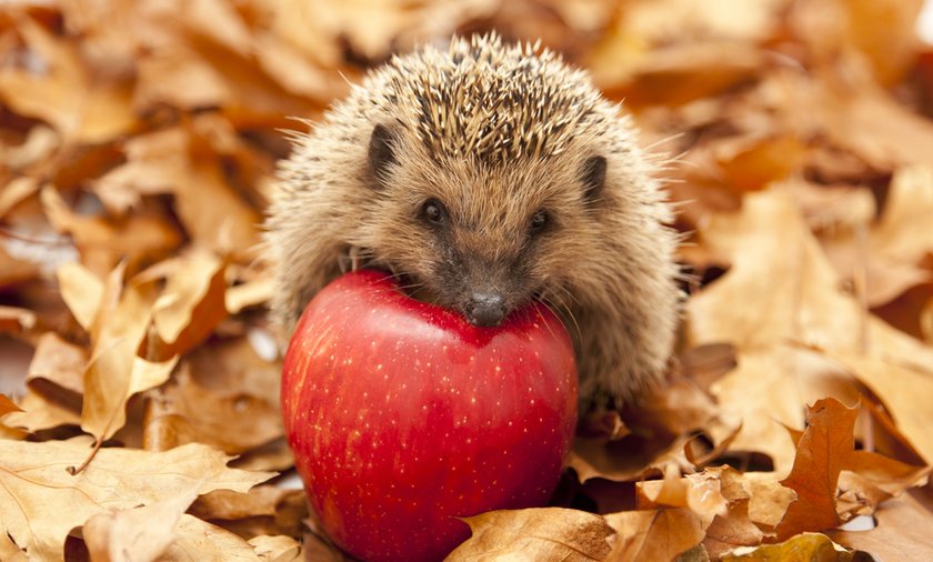 Mały jeż z wielkim apetytem