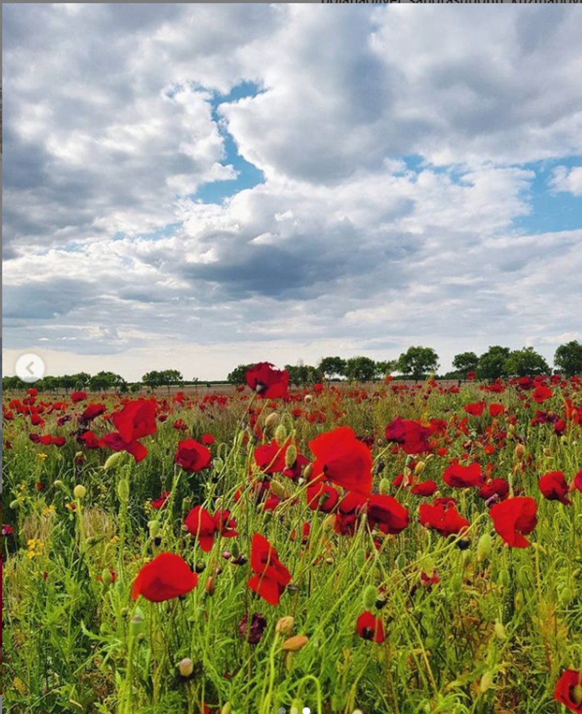 polje maka fotografije - Žena.rs