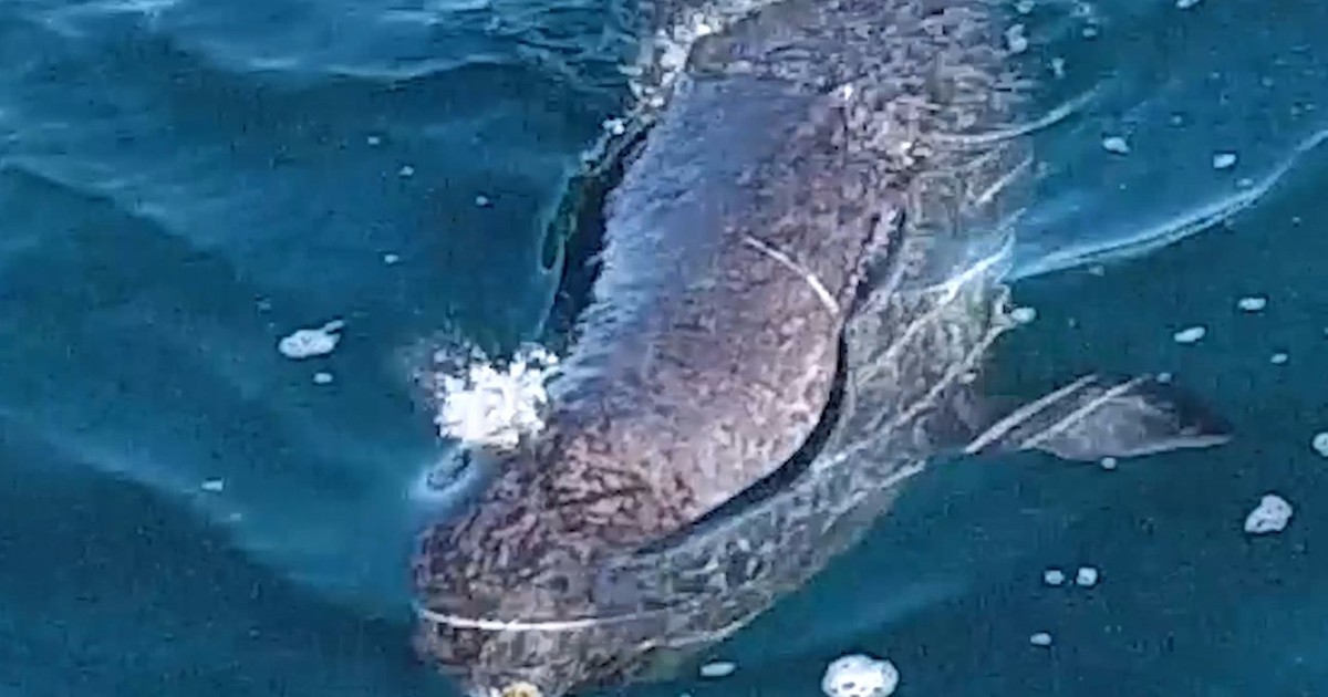 Here's what narwhals' mysterious tusks are used for | Business Insider Africa