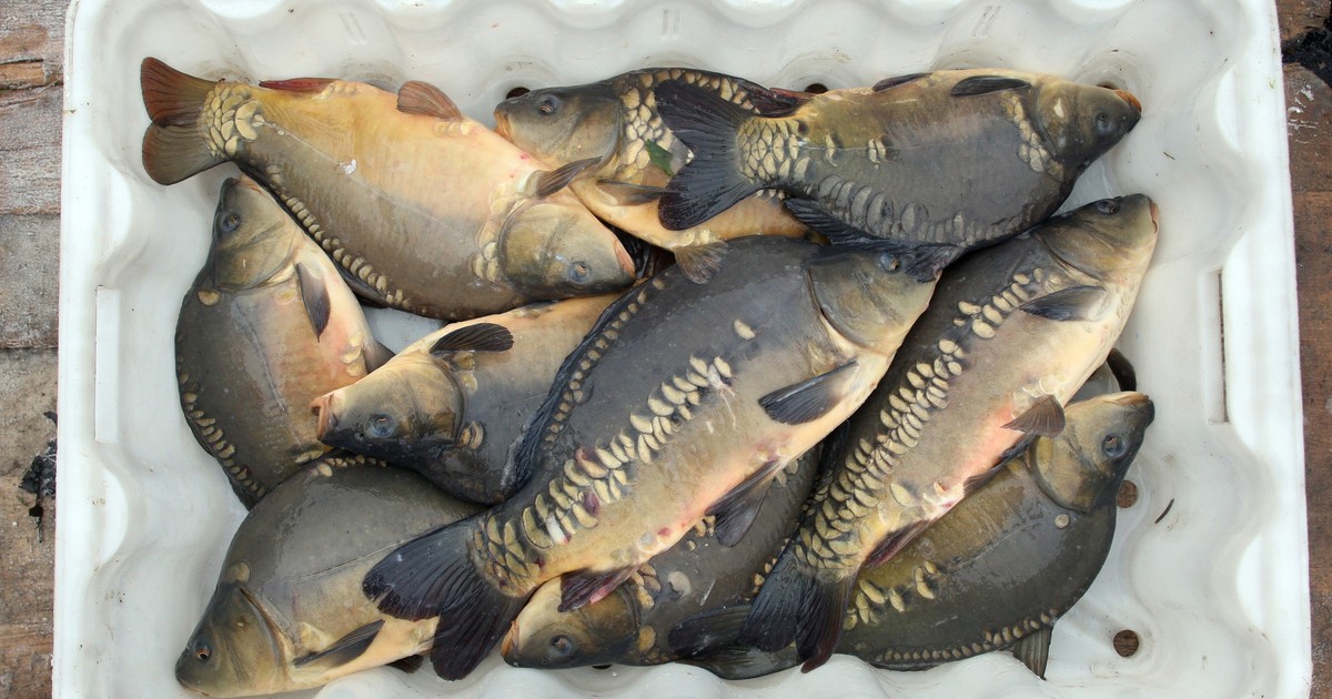 Karpie na Boże Narodzenie 2022 zdrożeją. One już kosztują fortunę!