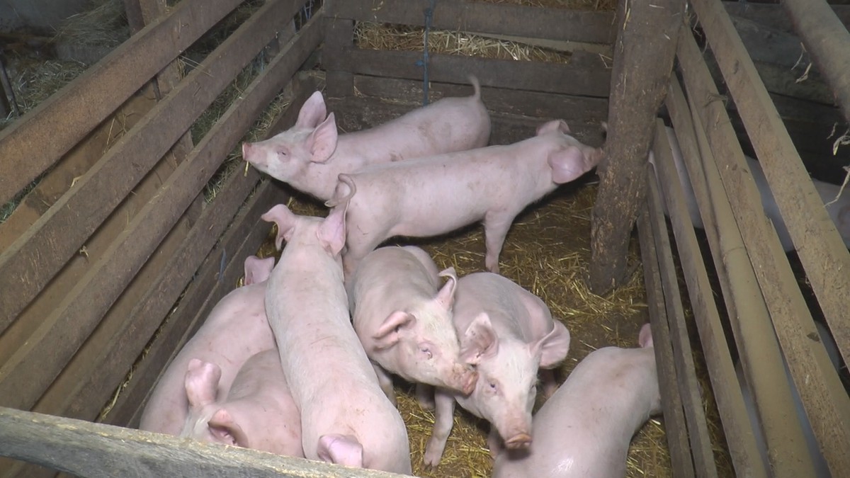 Evo šta je ubilo svinje u somboru: Za požar ponovo krivi ljudi ... Evo šta je ubilo svinje u somboru: Za požar ponovo krivi ljudi ...