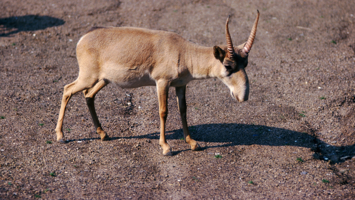 Połowa światowej populacji suhaków wyginęła w dwa tygodnie. Przyczyną ...
