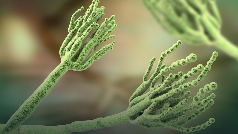 Penicylina - antybiotyk na bazie grzyba, który zrewolucjonizował ...