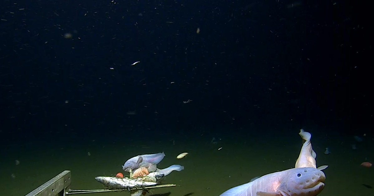 First photos of the incredible snailfish swimming more than 8,300 ...