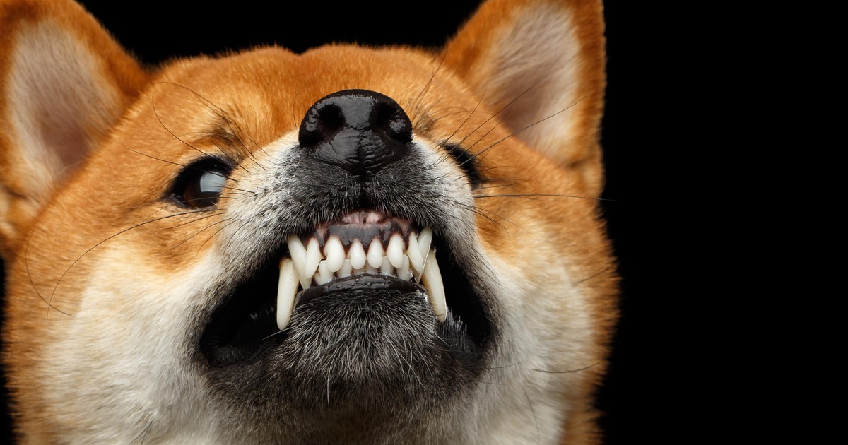 Pies zagryzł drugiego psa na oczach właścicielki, a potem...