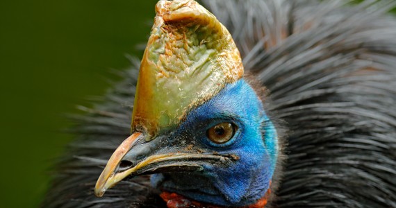 Kazuar zabił swojego właściciela. To największe i najbardziej ...